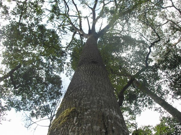 Trees of Dreaming, Songlines, Story, Life… | Malaika Mutere